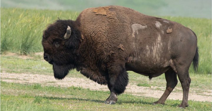El Bisonte americano