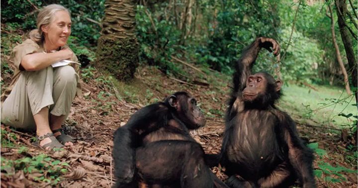 Jane Goodall cambió el paradigma de la evolución humana, por Paul ...